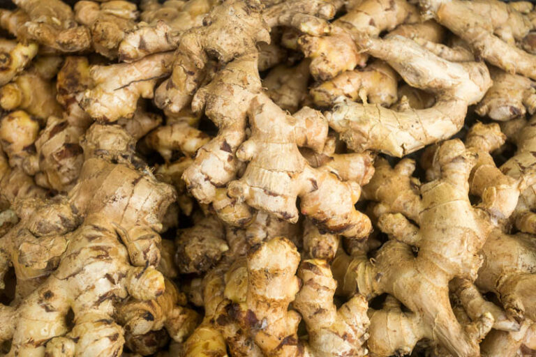Ginger: Health Benefits, Side Effects, Uses, Growing Tips
