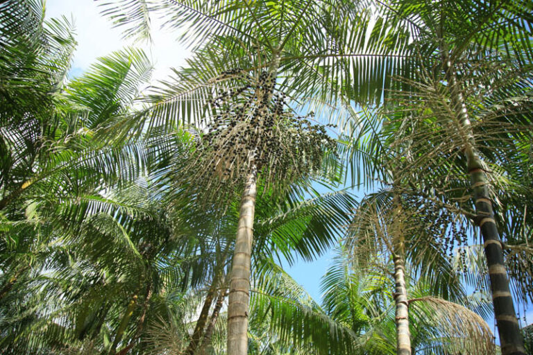 Acai (Euterpe oleracea): Health Benefits, Uses, Growing Tips