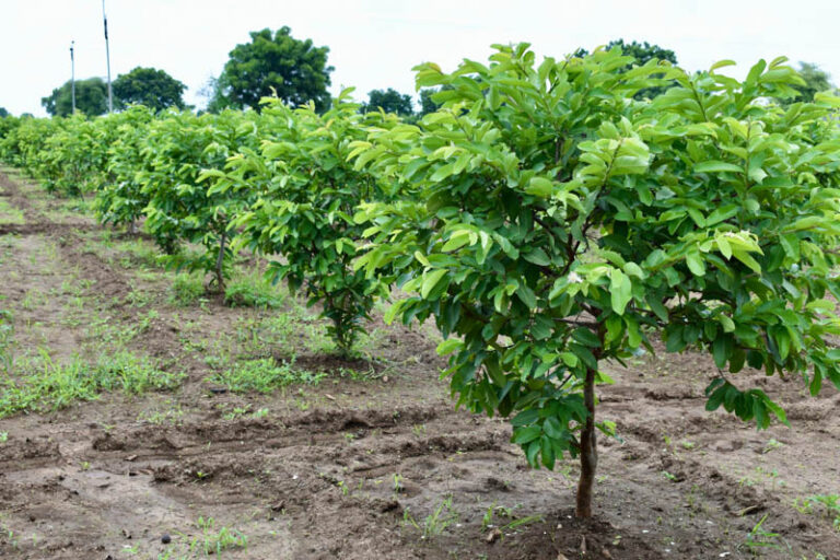 Guava (Psidium guajava): Health Benefits, Uses, Growing Tips