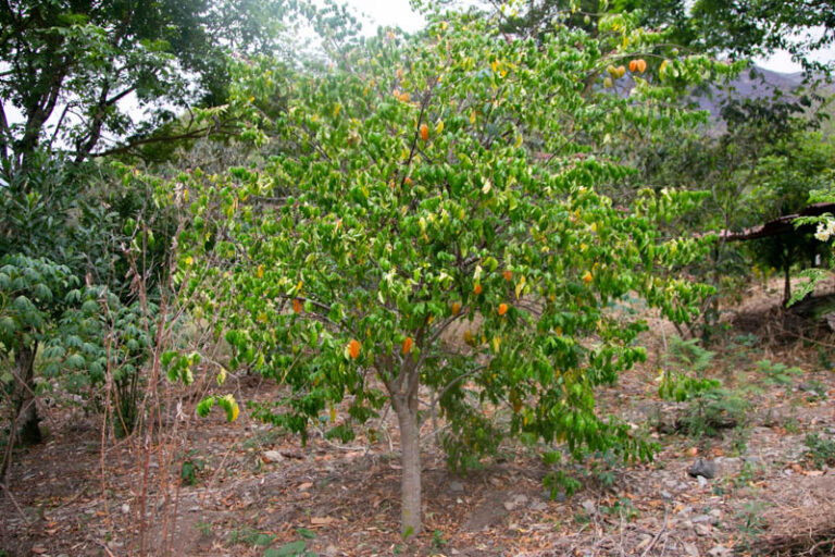 Star Fruit: Health Benefits, Uses, Growing Tips