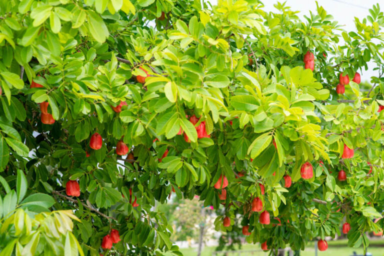 Ackee (Blighia sapida): Health Benefits, Uses, Growing Tips