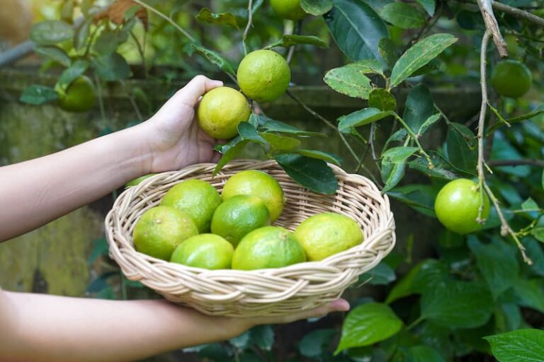 Key Lime: Health Benefits, Uses, Growing Tips