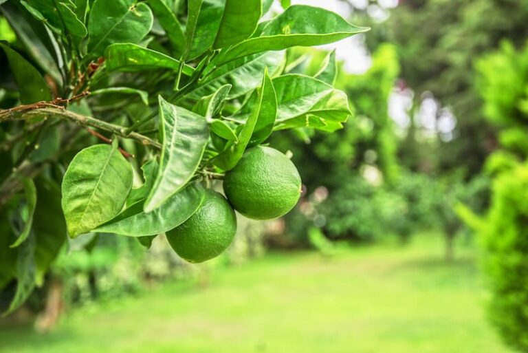 Key Lime: Health Benefits, Uses, Growing Tips