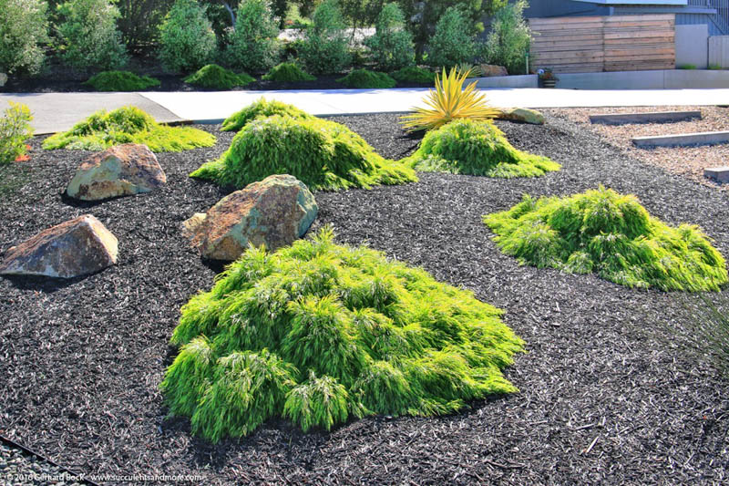 River Wattle (Acacia cognata): All You Need To Know