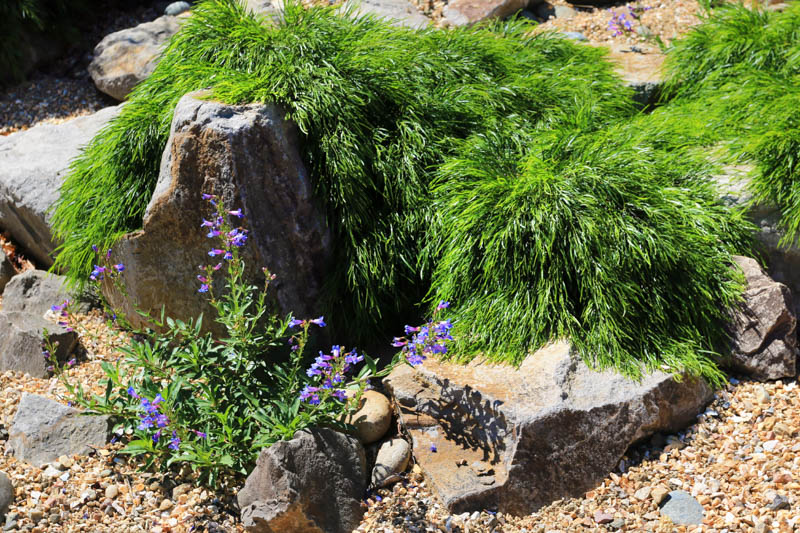 River Wattle (Acacia cognata): All You Need To Know