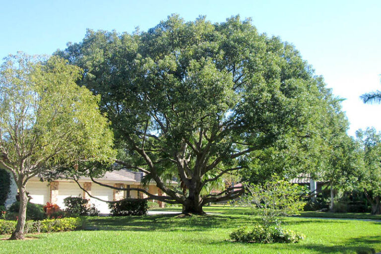 Camphor Tree: Benefits, Drawbacks, Uses & How to Grow