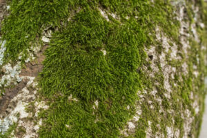 Seductive Entodon Moss: All You Need To Know