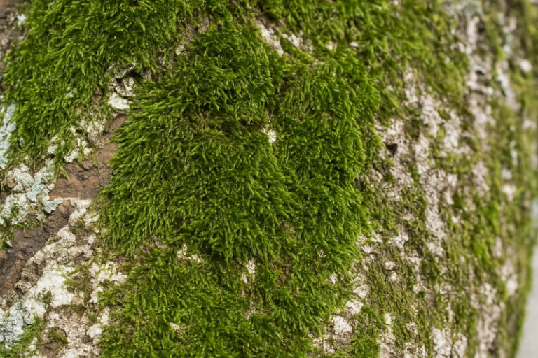 Seductive Entodon Moss: All You Need To Know