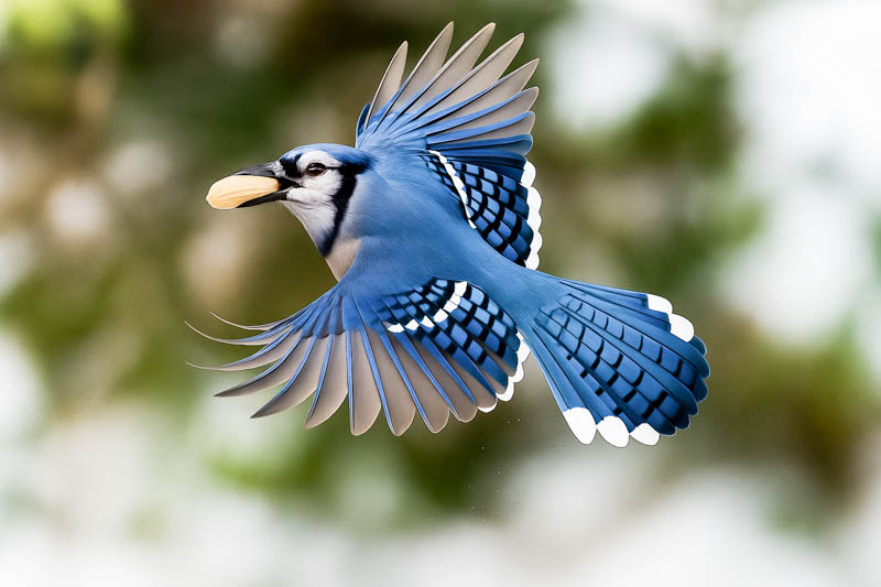 Peanuts: Health Benefits, Side Effects, Uses, Growing Tips