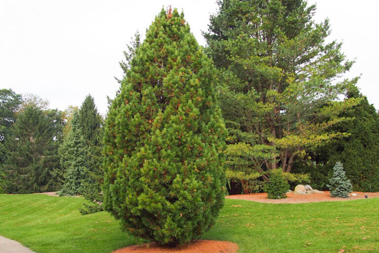 Swiss Stone Pine (Pinus cembra): Benefits, Challenges, Uses