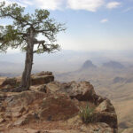 Pinus pinea (Italian Stone Pine)