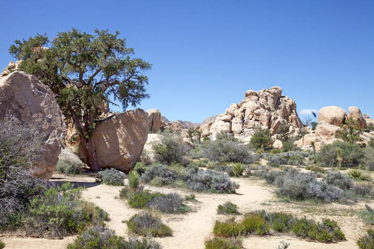 Singleleaf Pinyon (Pinus monophylla): Benefits, Challenges, Uses