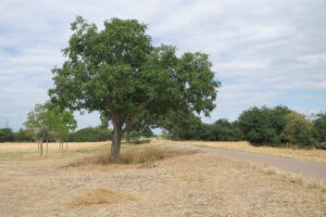 English Walnut (Juglans regia): Benefits, Challenges, and Uses