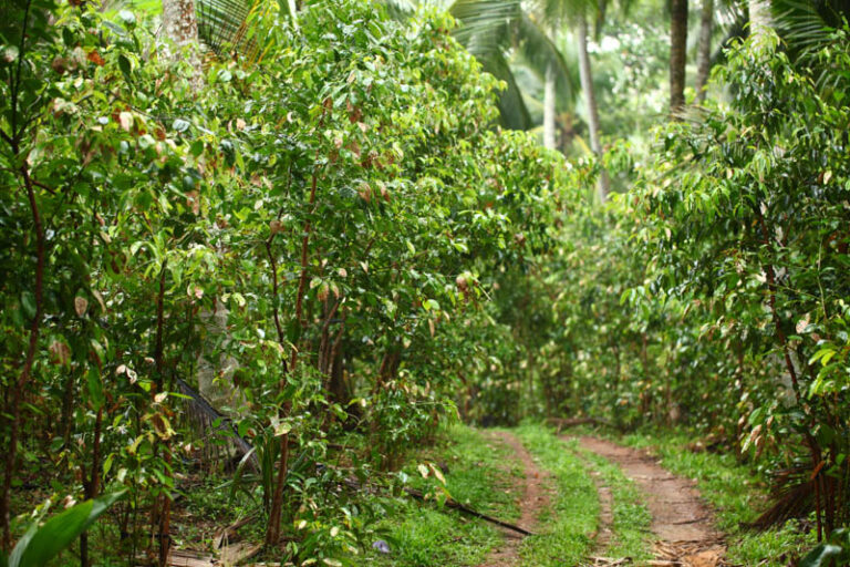 Ceylon Cinnamon (C. verum): Benefits, Uses & How to Grow
