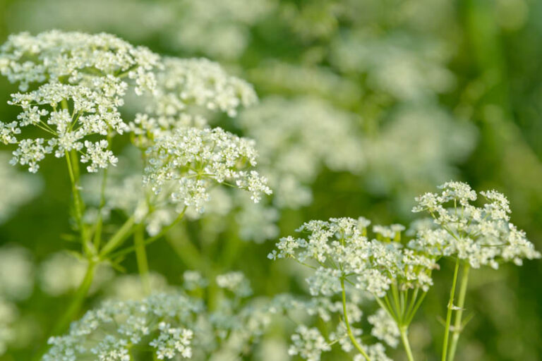 Anise (Pimpinella anisum): Benefits, Uses, and Growing Tips
