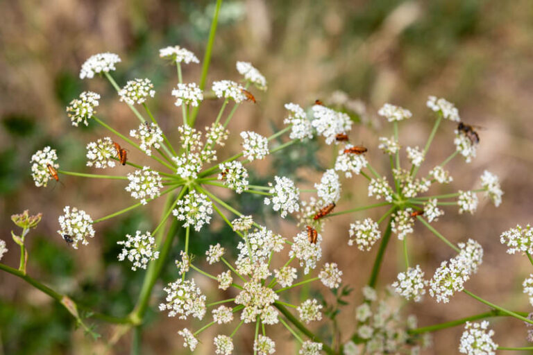 Anise (Pimpinella anisum): Benefits, Uses, and Growing Tips