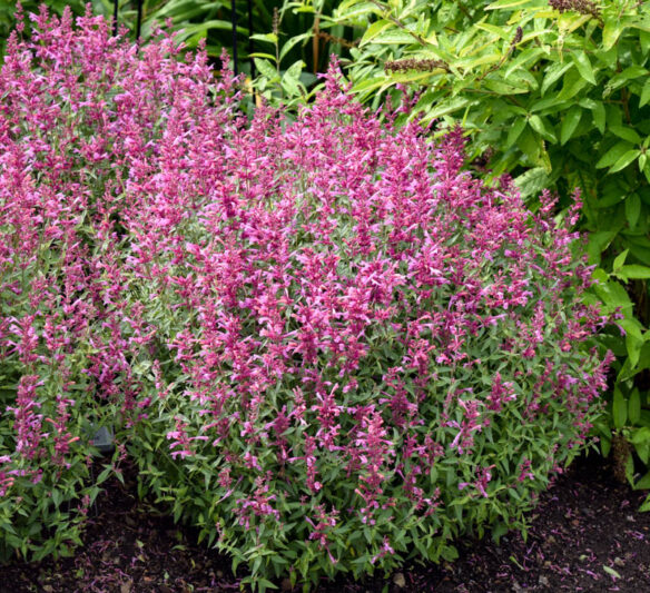 Agastache 'Rosie Posie' (Anise Hyssop)