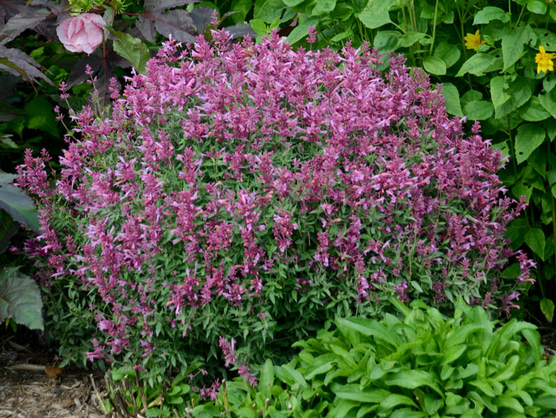 Agastache 'Rosie Posie' (Anise Hyssop)