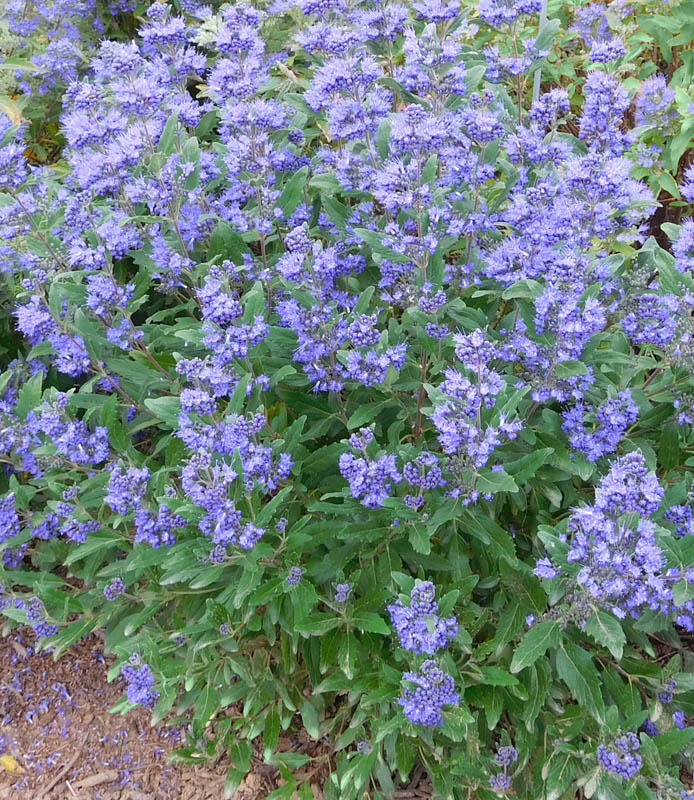 Caryopteris x clandonensis 'Emerald Crest' (Bluebeard)