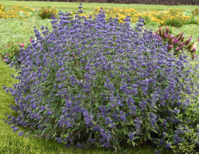 Caryopteris x clandonensis 'Emerald Crest' (Bluebeard)