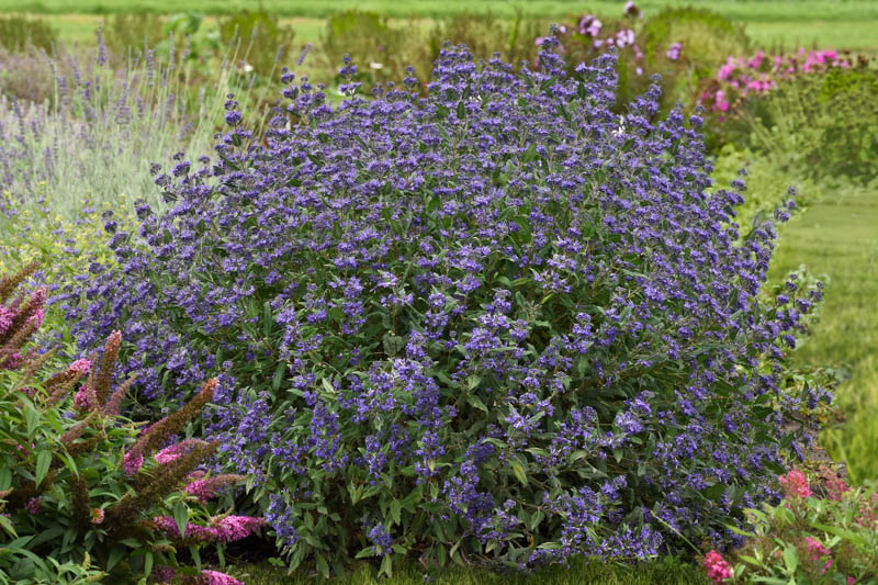 Caryopteris x clandonensis 'Emerald Crest' (Bluebeard)