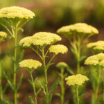 Achillea filipendulina 'Gold Plate' (Fern-Leaf Yarrow)