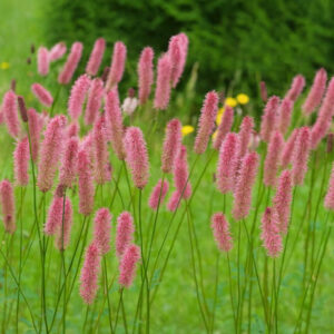 Sanguisorba obtusa (Japanese Burnet)