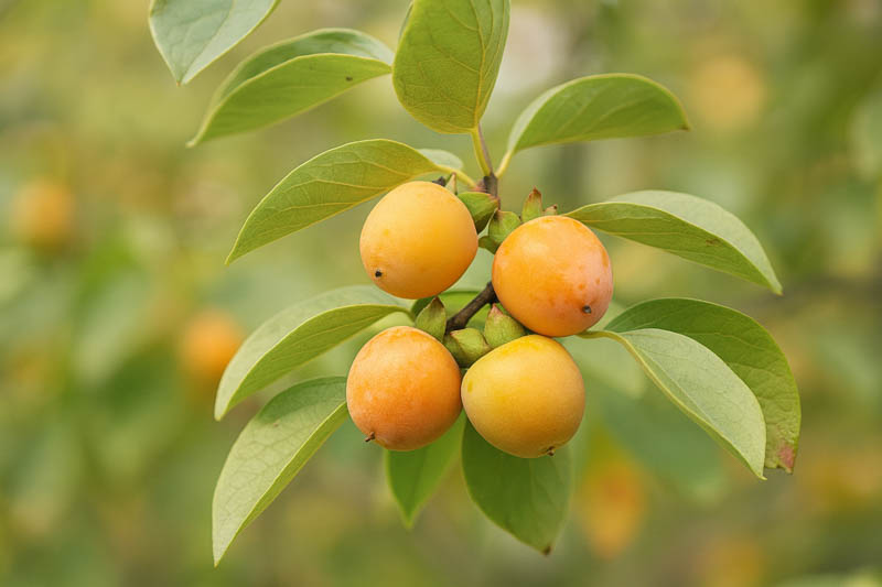 American Persimmon (Diospyros virginiana): Benefits, Uses, Care