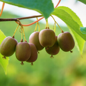 Golden Kiwi (Actinidia chinensis): Benefits, How to Grow, Varieties
