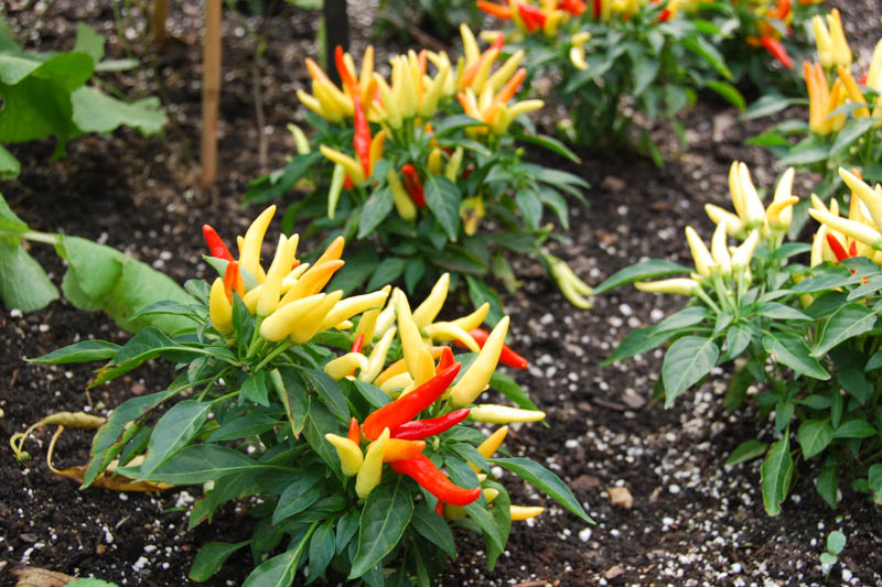 Best Peppers for Small Spaces and Containers