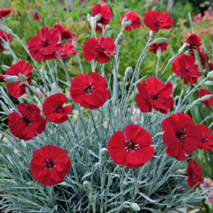 Dianthus barbatus (Sweet William)