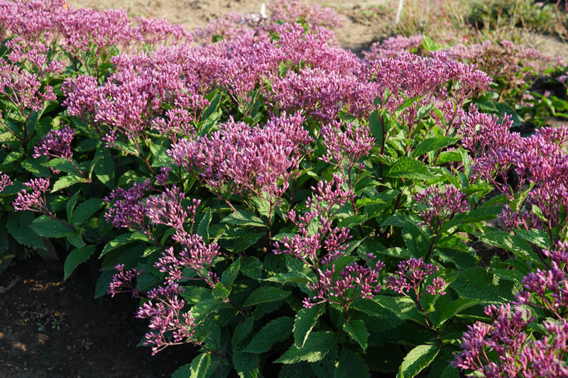 Eutrochium purpureum Euphoria™ Ruby (Joe-Pye Weed)