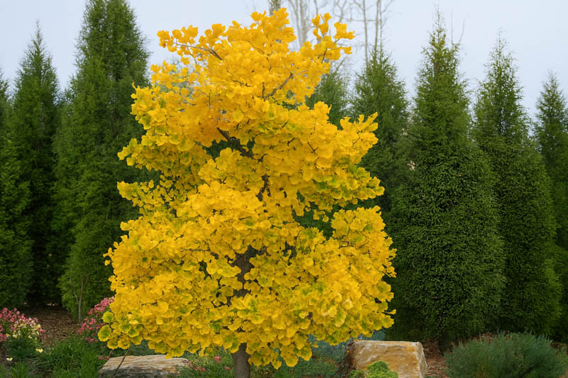 Ginkgo biloba 'Jade Butterflies': Uses, Grow & Care