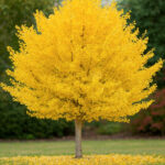 Ginkgo biloba 'Jade Butterflies': Uses, Grow & Care