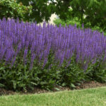 Salvia pachyphylla (Rose Sage): Uses, Design Ideas, Care Guide