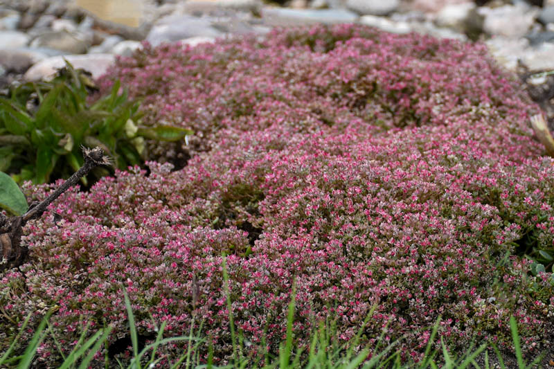 Sedum 'Steel the Show' (Stonecrop)