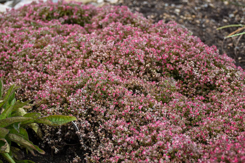 Sedum 'Steel the Show' (Stonecrop)