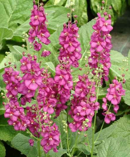 Verbascum 'Royalty' (Mullein)
