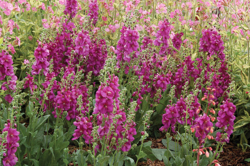 Verbascum 'Royalty' (Mullein)