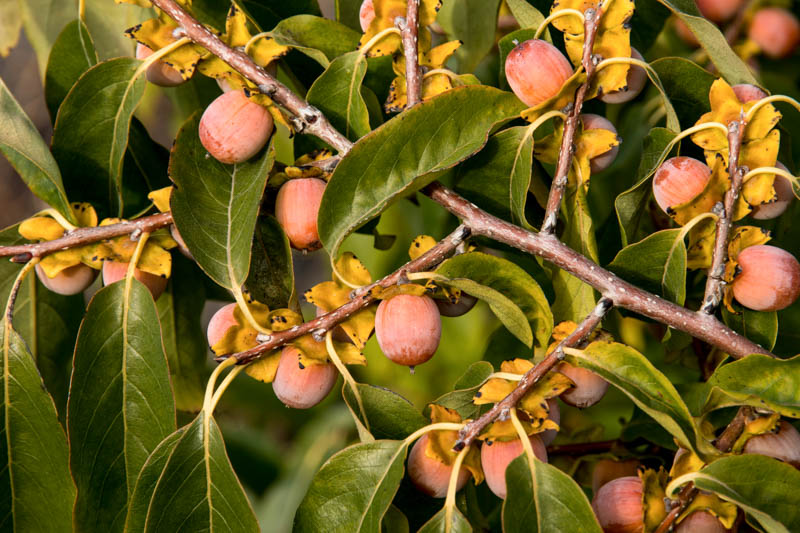 American Persimmon (Diospyros virginiana): Benefits, Uses, Care