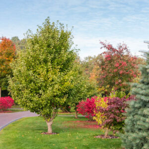 Recommended Native Deciduous Trees for Georgia