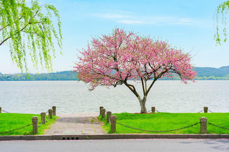 Donut Peach: Benefits, Uses, Varieties, and Growing Tips