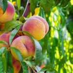 Prunus persica 'Belle of Georgia' (Peach)
