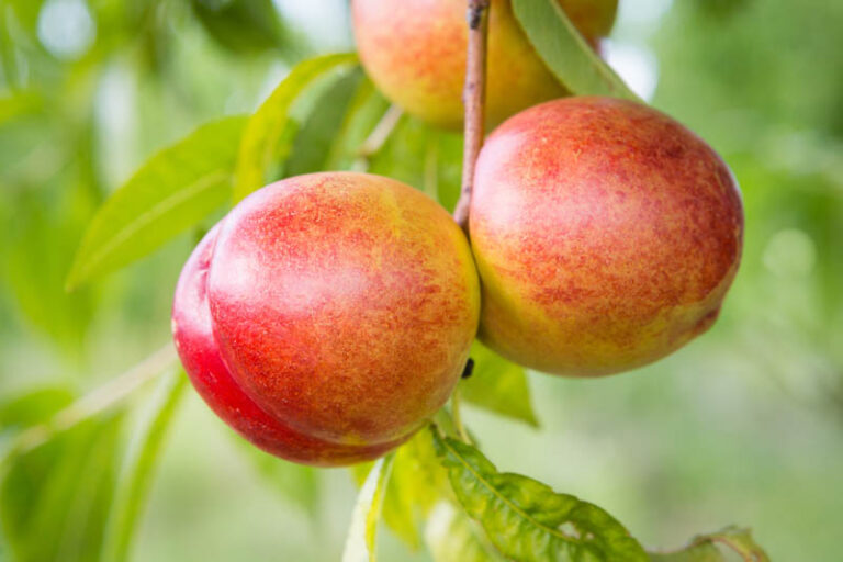 Nectarine: Benefits, Uses, Varieties, and Growing Tips