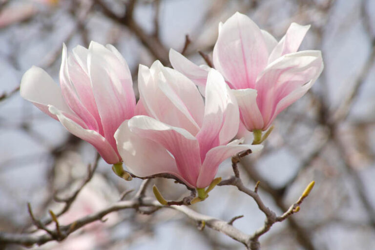 Saucer Magnolia (Magnolia × soulangeana): Care & Top Cultivars