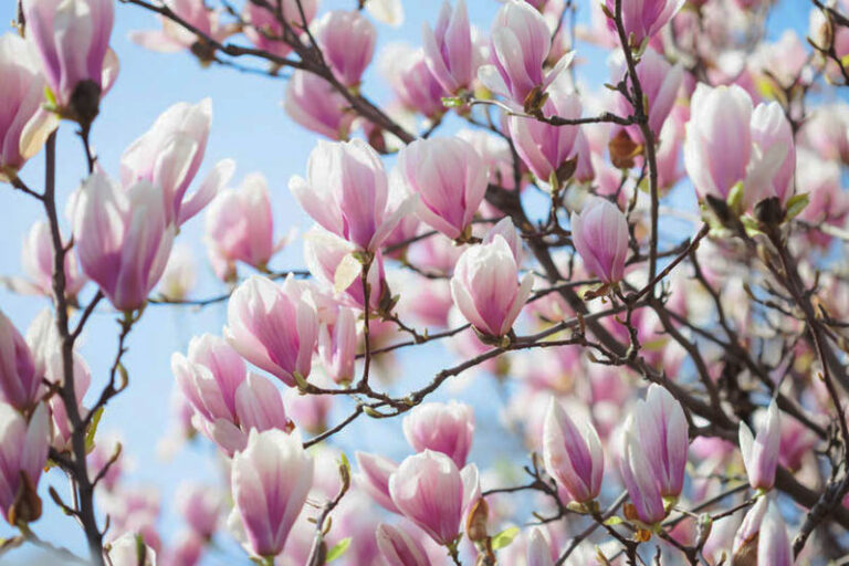 Saucer Magnolia (Magnolia × soulangeana): Care & Top Cultivars