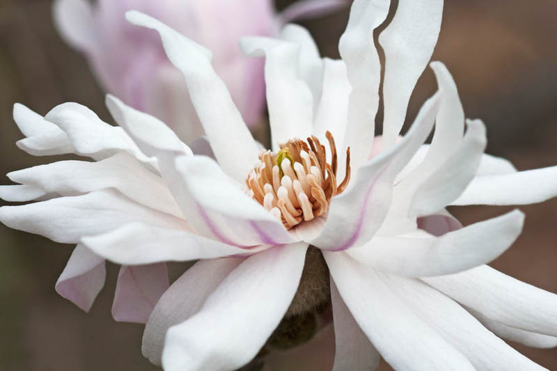 Star Magnolia (Magnolia stellata) Care & Bloom Guide