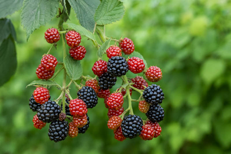 Blackberry: Benefits, Uses, Varieties, Growing Tips