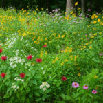 Rubus idaeus 'Boyne' (Summer Bearing Raspberry)