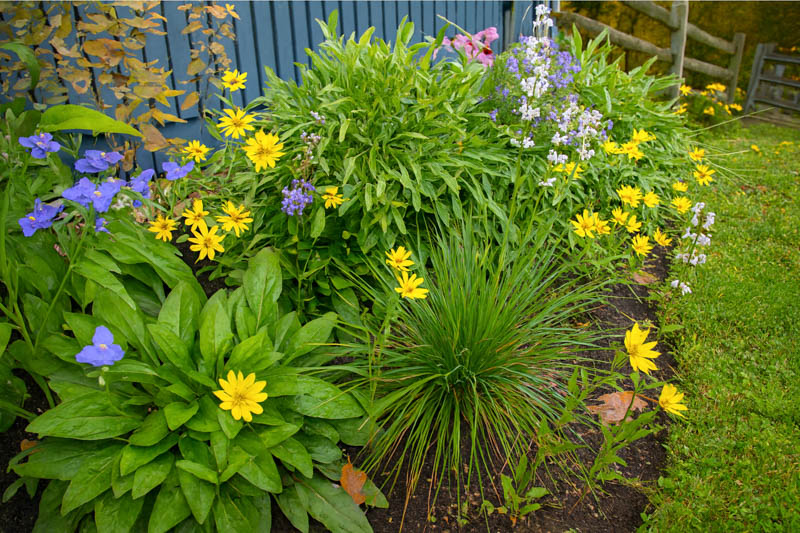 Plantas Que Viven En Tennessee 17 Native Plants For Tennessee Gardens